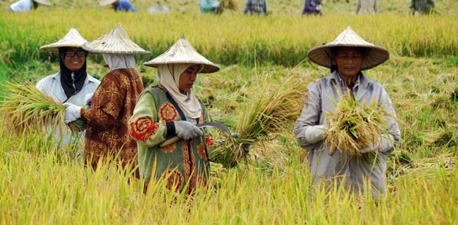 Dukungan kementrian Pertanian Dalam Menjaga Ketahanan Pangan di ...